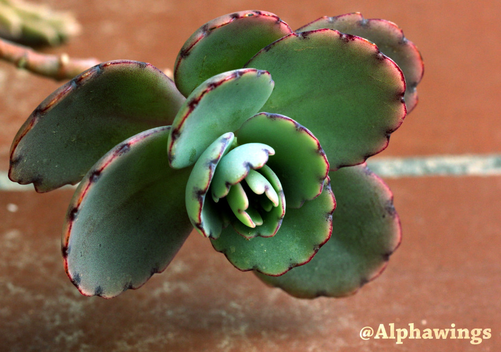New Leaf in Spring - AlphaWings